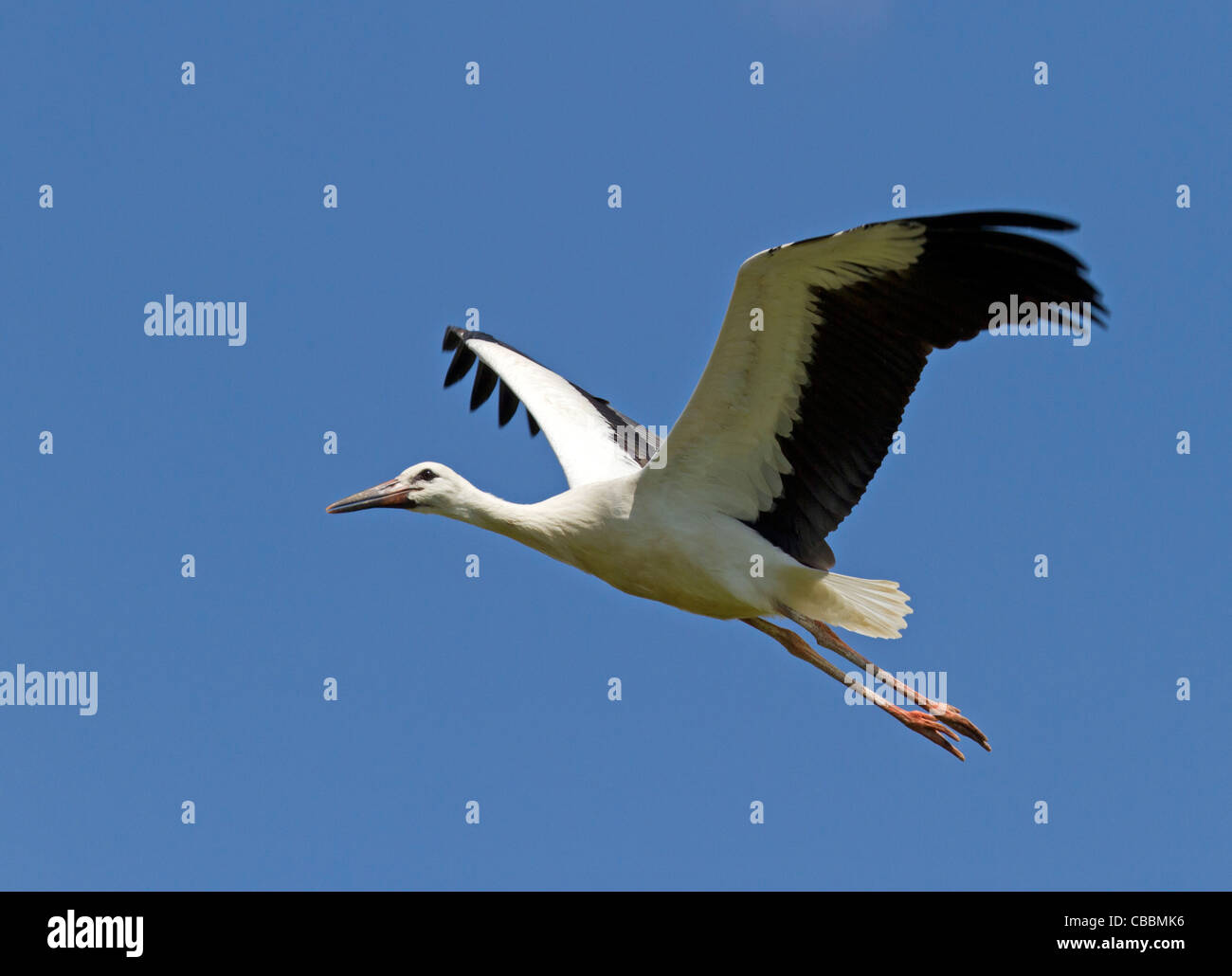 Flying White stork (Ciconia ciconia Stock Photo - Alamy