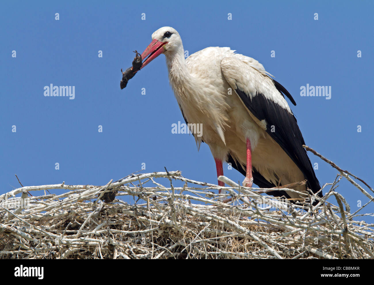Aerie nest hi-res stock photography and images - Alamy