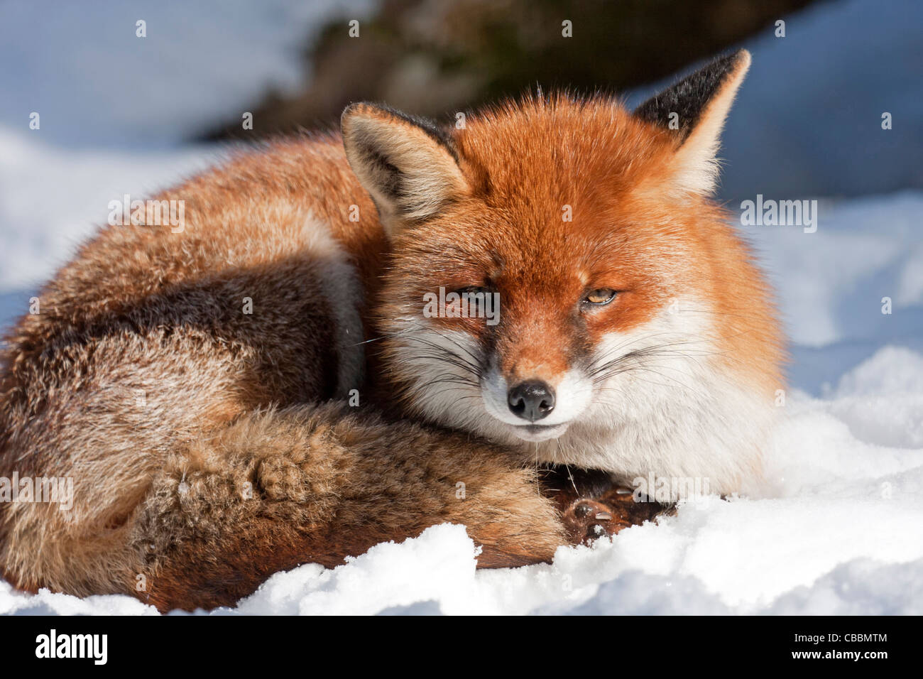 Red Fox (Vulpes vulpes Stock Photo - Alamy