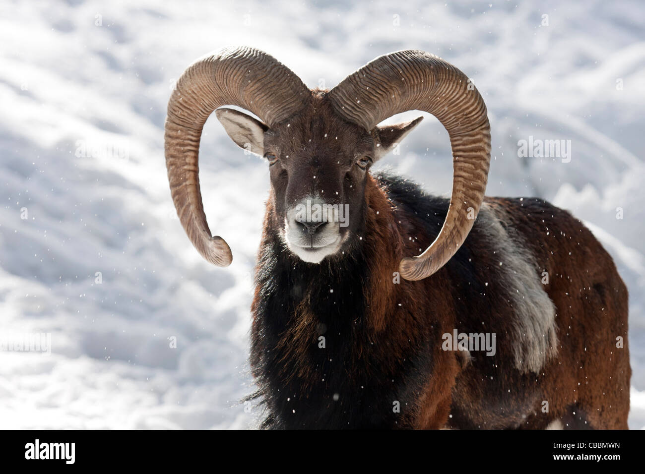 Moufflon (Ovis orientalis musimon Stock Photo - Alamy