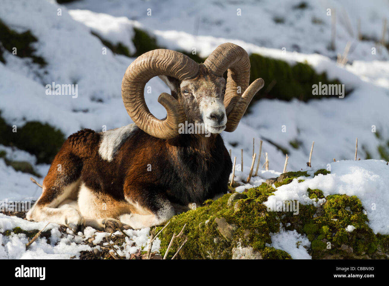 Moufflon (Ovis orientalis musimon Stock Photo - Alamy