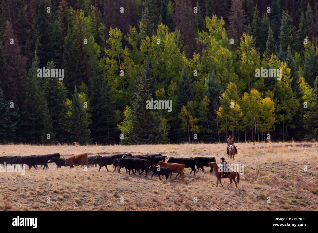 Cattle drive by two cowboys in Colorado Stock Photo - Alamy