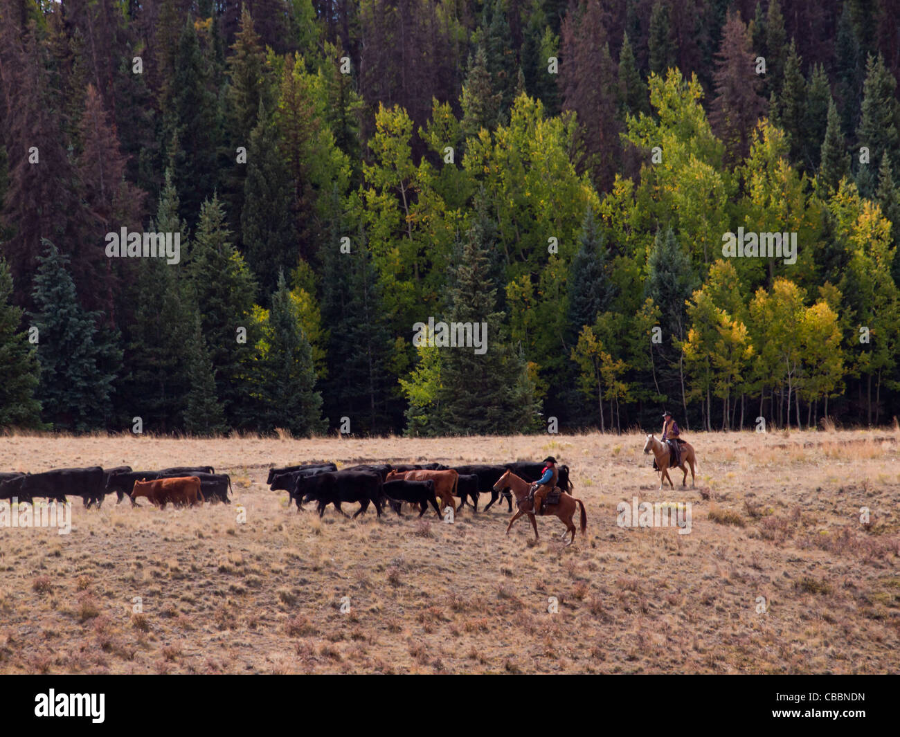 Cattle drive by two cowboys in Colorado Stock Photo - Alamy
