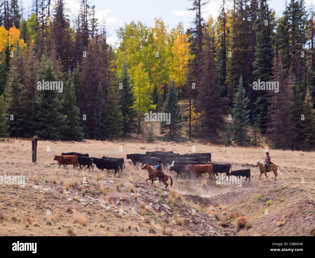 Cattle drive by two cowboys in Colorado Stock Photo - Alamy