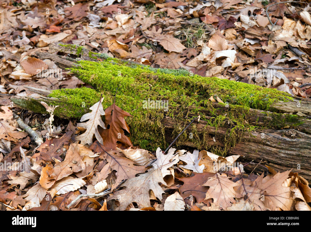 Rotting log hi-res stock photography and images - Alamy