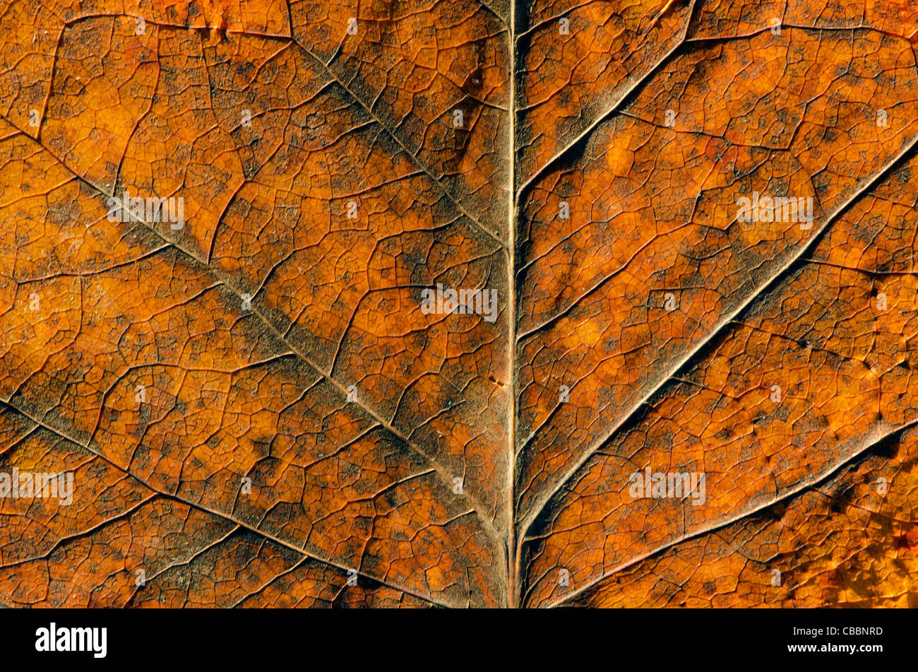 Closeup of autumn colored leaf fragment textures and details Stock ...