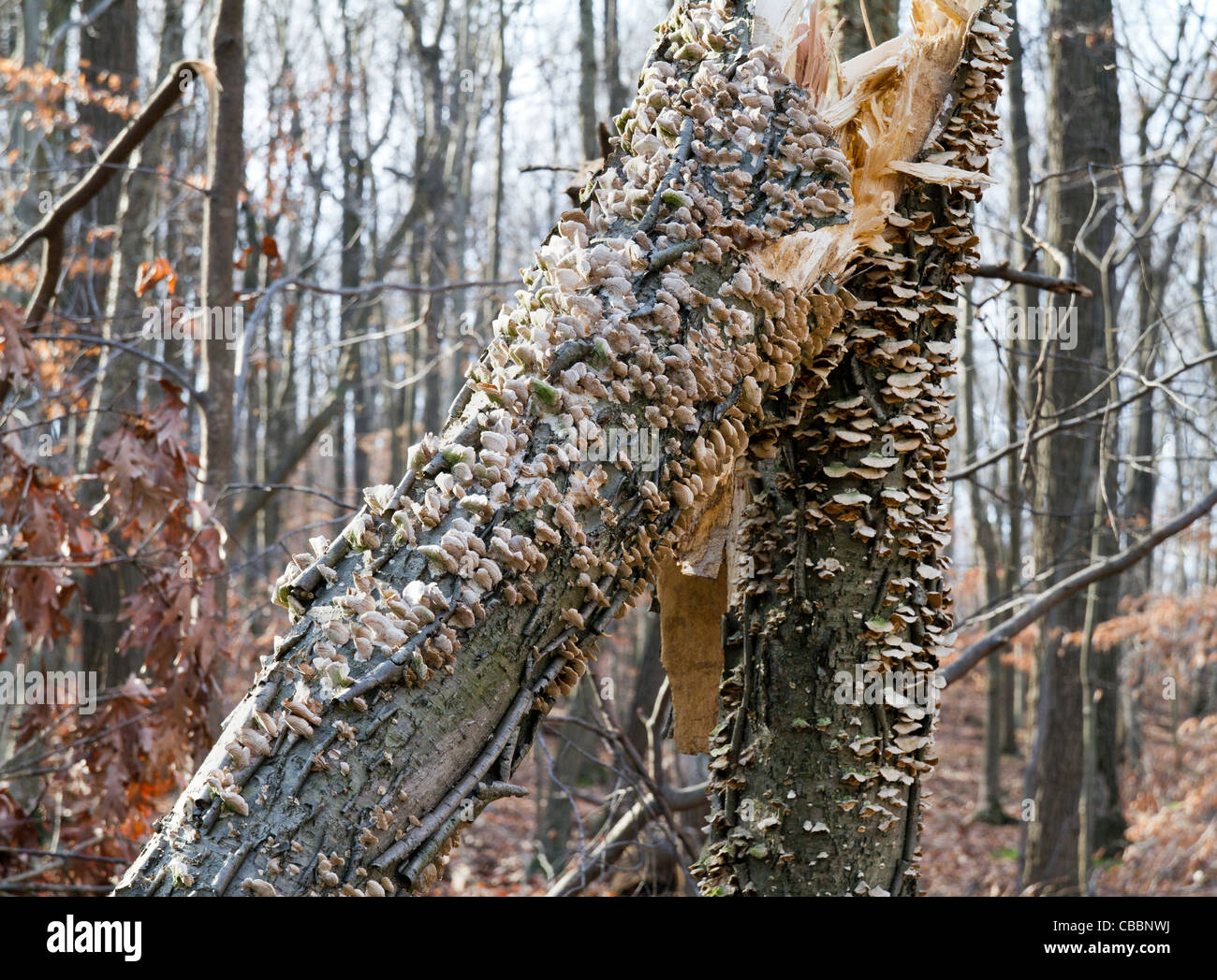 Wind damaged tree hi-res stock photography and images - Alamy