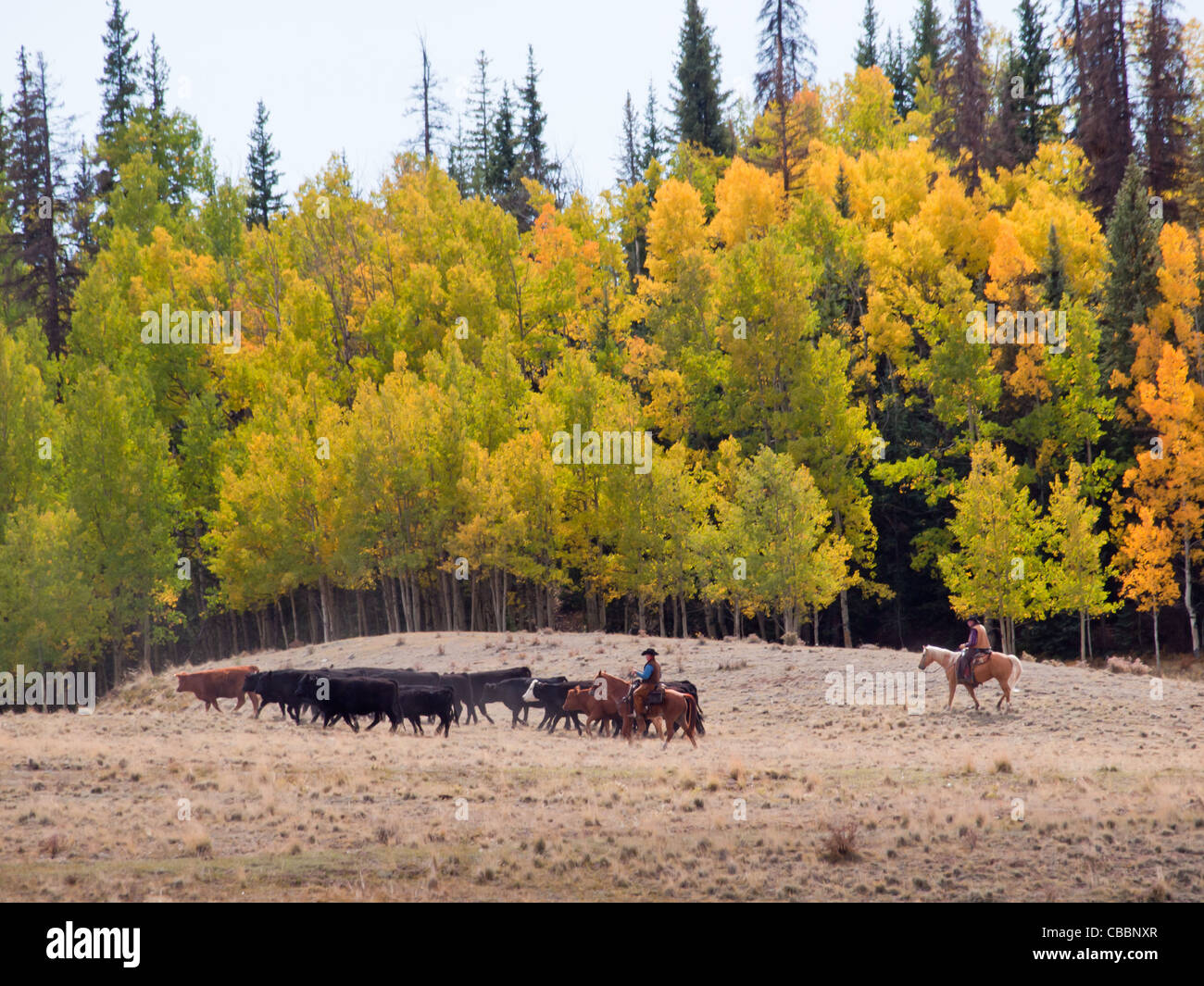 Cattle drive by two cowboys in Colorado Stock Photo - Alamy