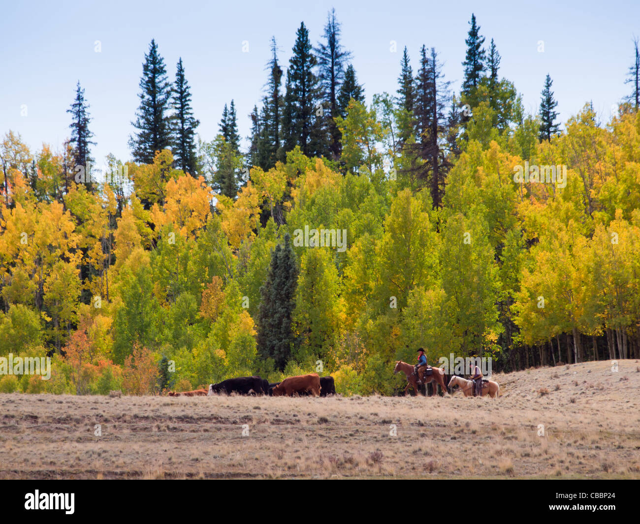 Cattle drive by two cowboys in Colorado Stock Photo - Alamy