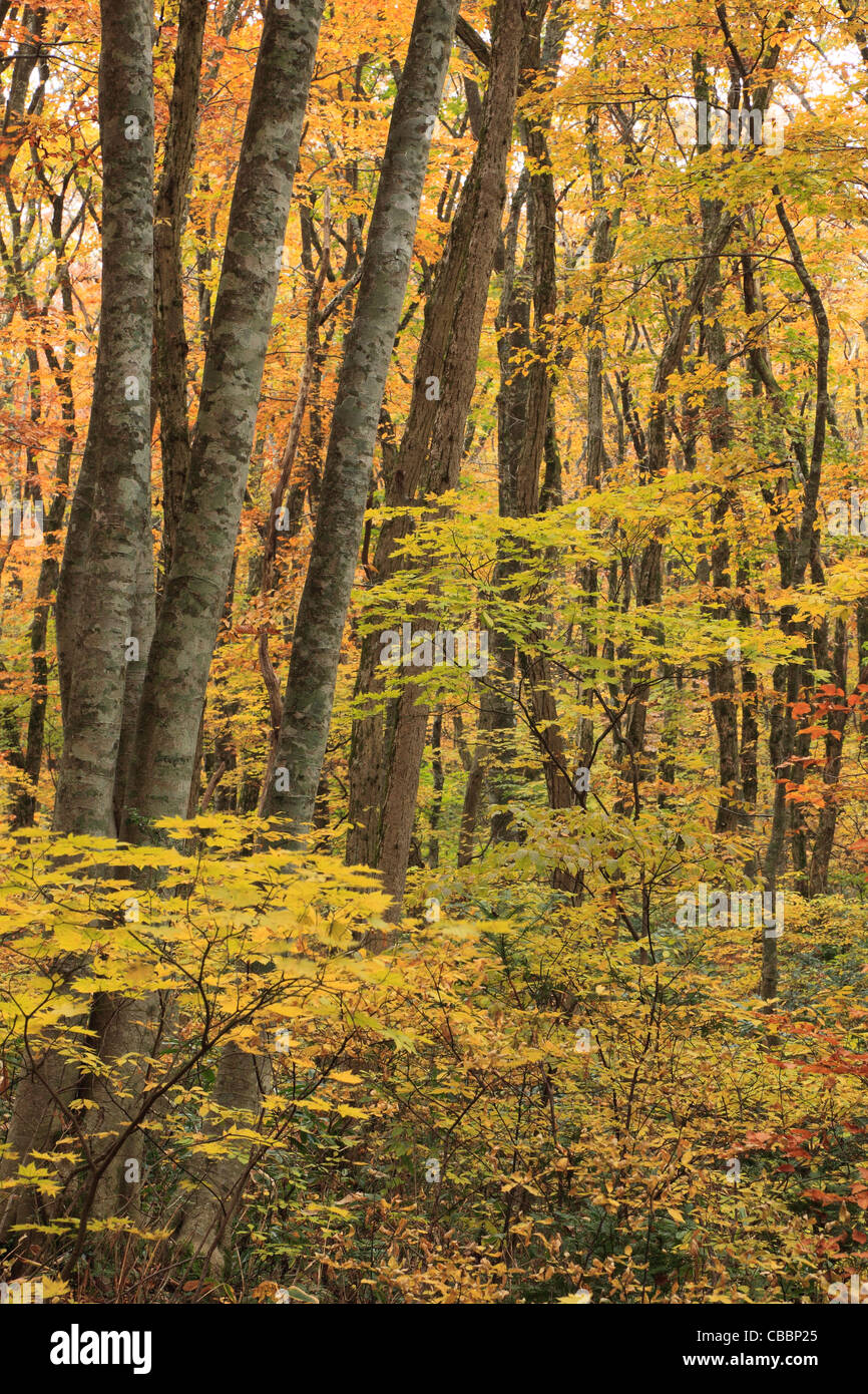 Autumn Leaves of Beech Forest at Mount Daisen, Daisen, Tottori, Japan ...
