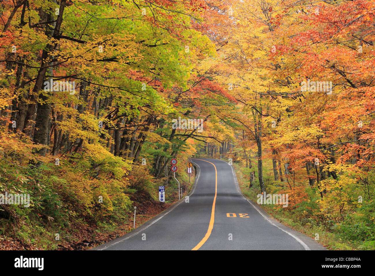 Autumn Leaves of Beech Forest at Mount Daisen, Daisen, Tottori, Japan ...