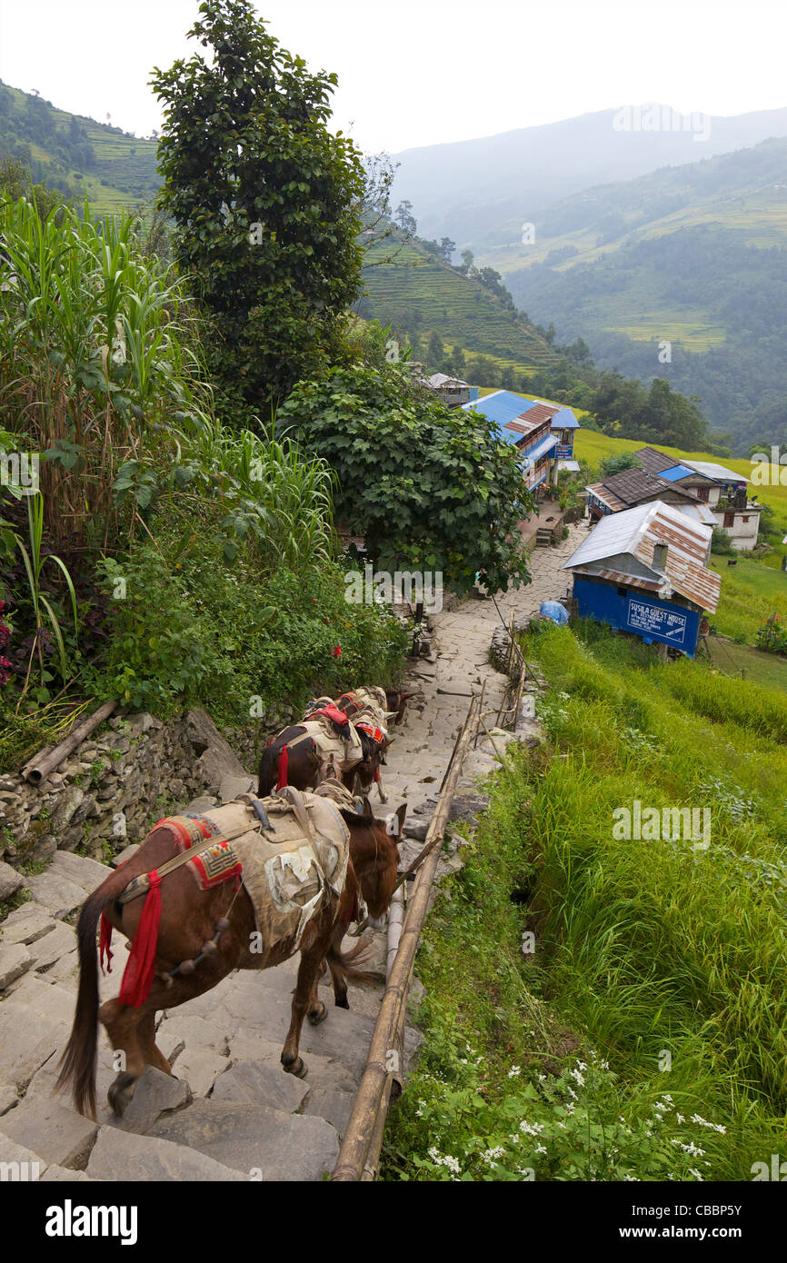 Mule train trekking hi-res stock photography and images - Alamy