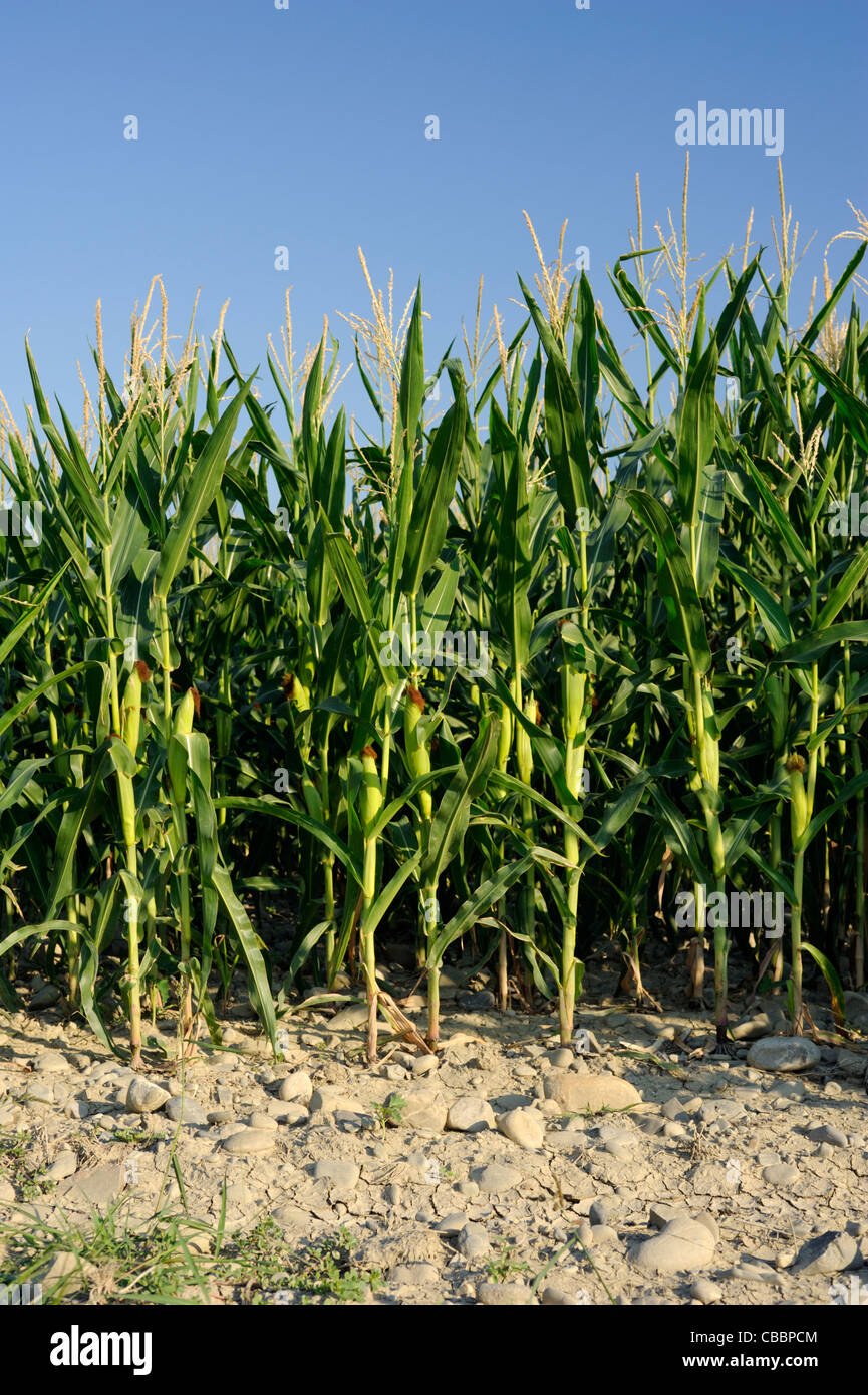 Italy, Basilicata, corn field Stock Photo - Alamy