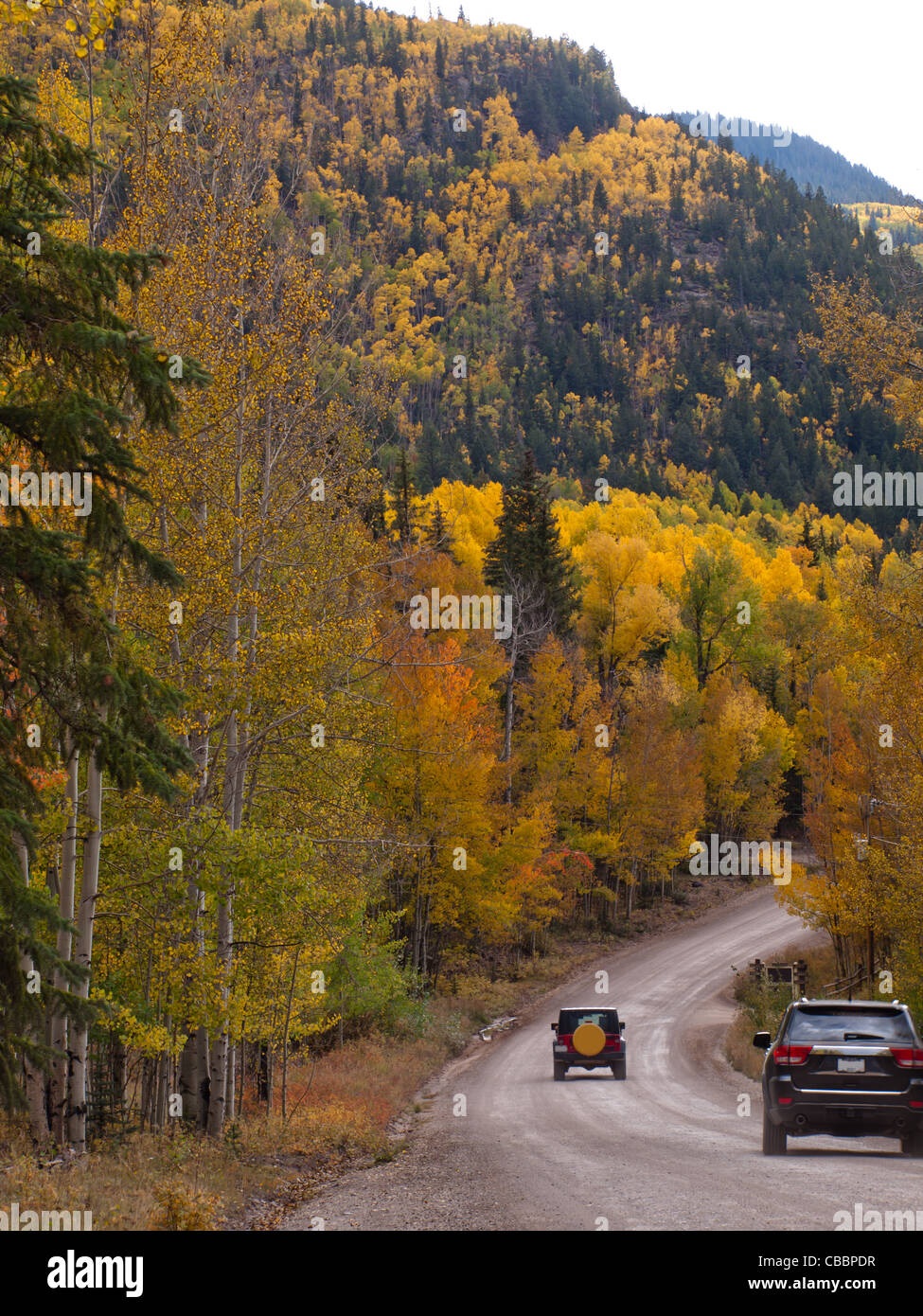 Yellow aspens in autumn, Colorado Stock Photo - Alamy