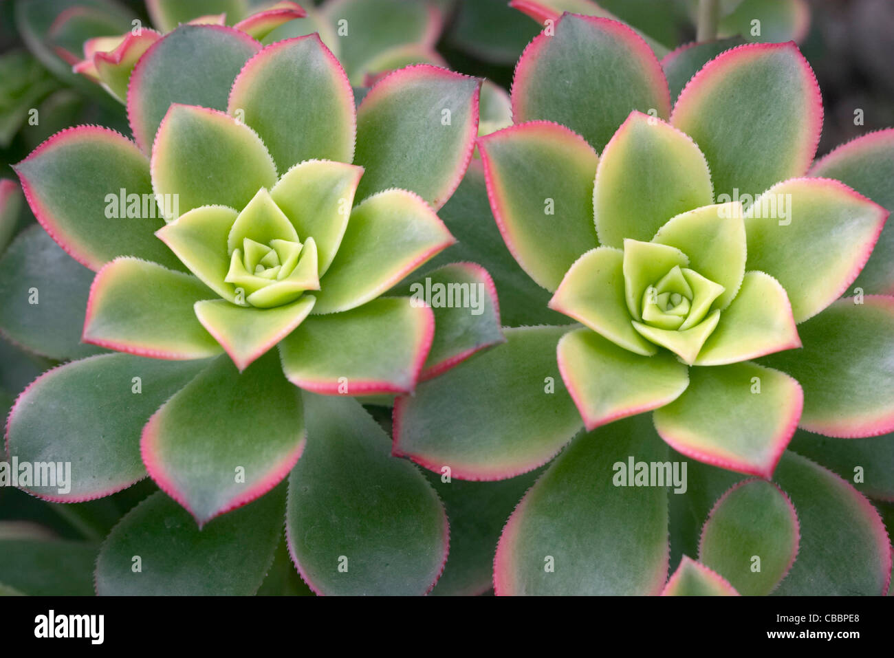 Aeonium haworthii 'Variegatum' Stock Photo - Alamy