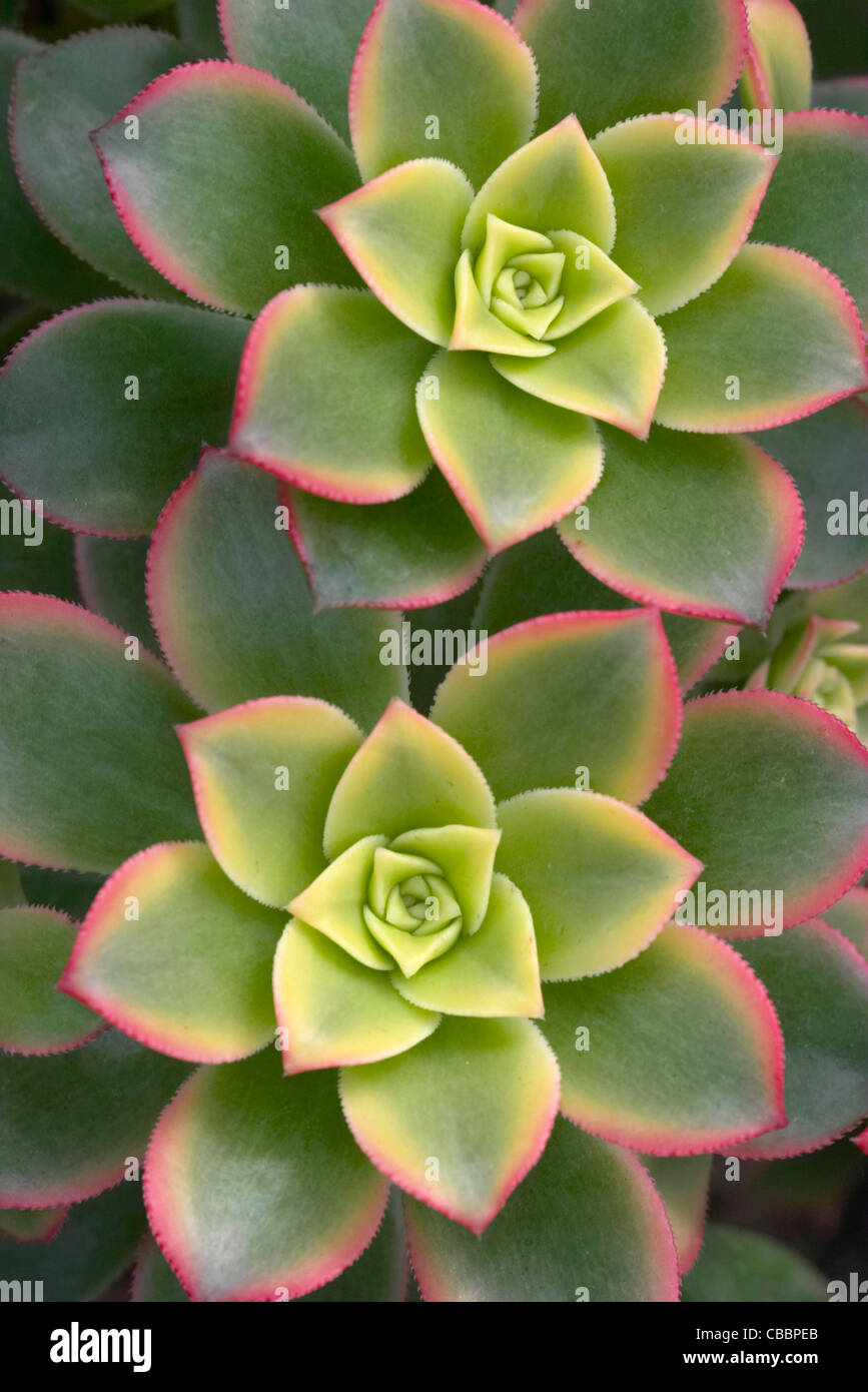Aeonium haworthii 'Variegatum' Stock Photo - Alamy