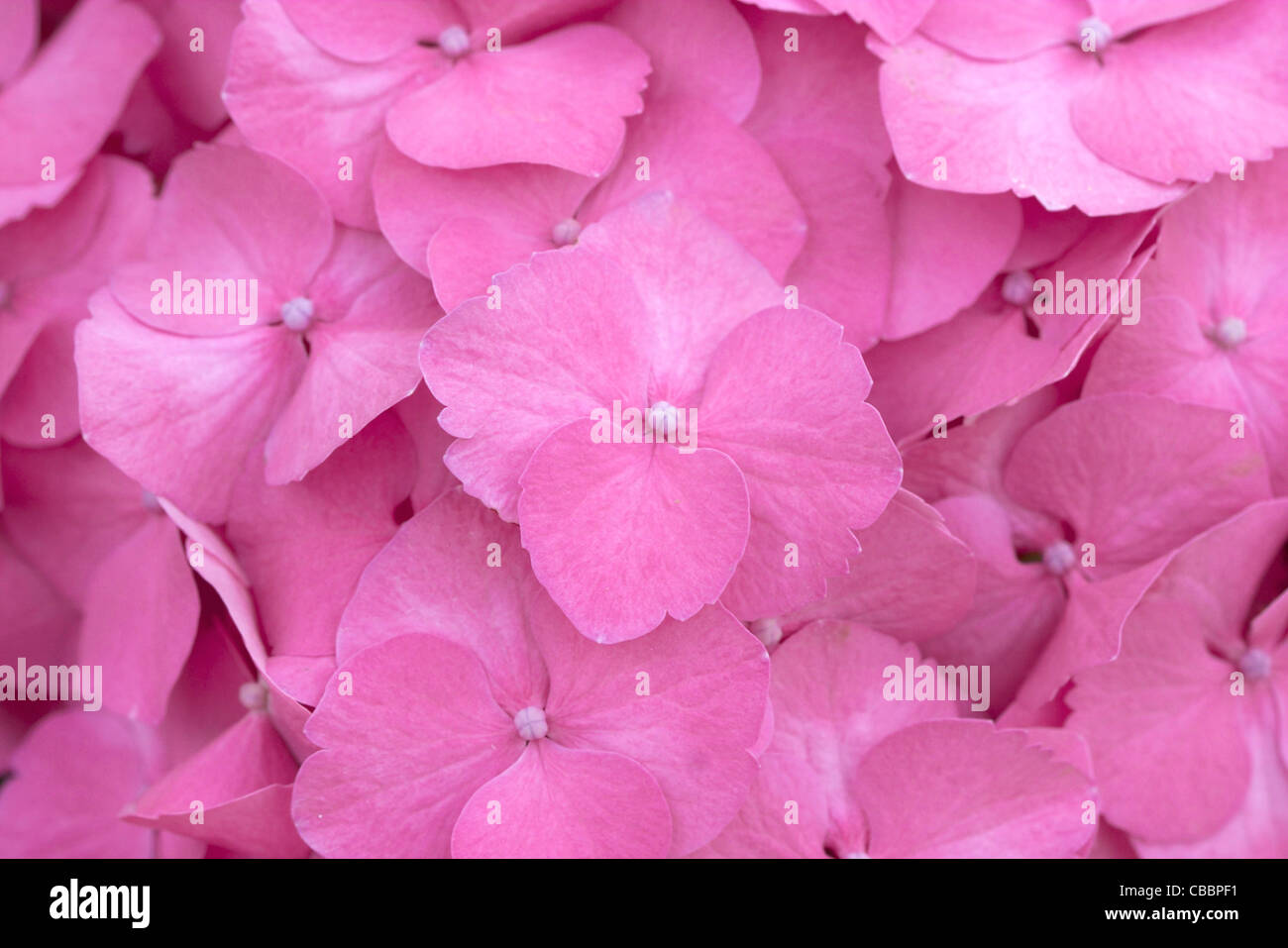 Hydrangea macrophylla 'Queen Elizabeth' Stock Photo - Alamy
