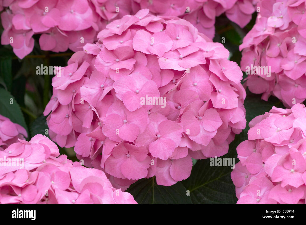 Hydrangea macrophylla 'Queen Elizabeth' Stock Photo - Alamy