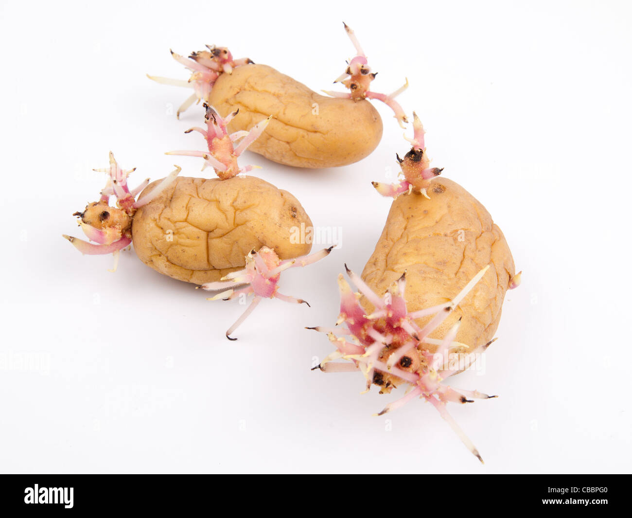 Sprouting potatoes hi-res stock photography and images - Alamy