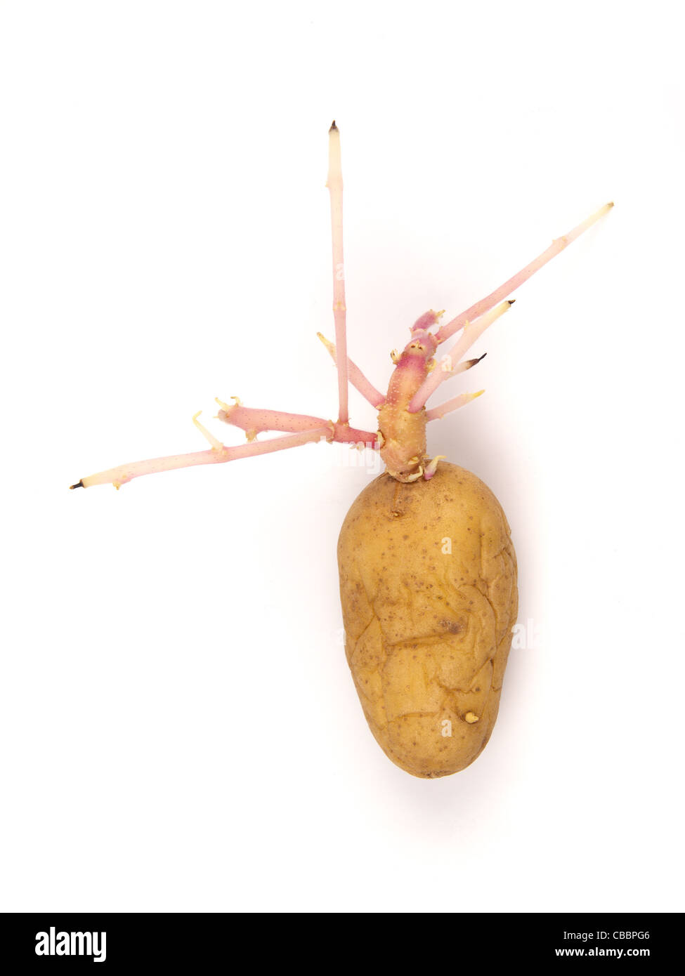 Potato sprout hi-res stock photography and images - Alamy