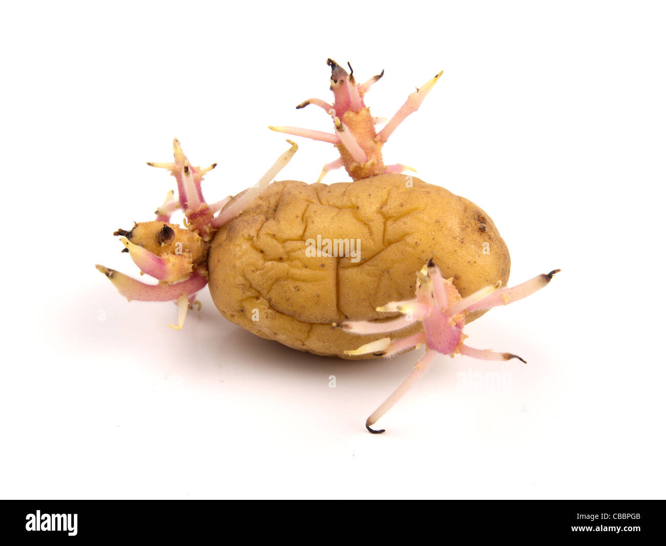 Potato Sprout High Resolution Stock Photography and Images - Alamy