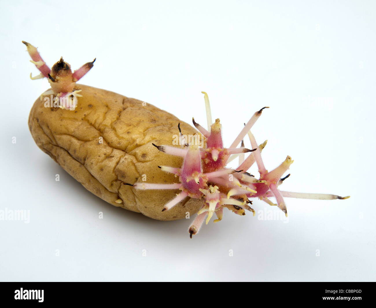 Potato sprout hi-res stock photography and images - Alamy