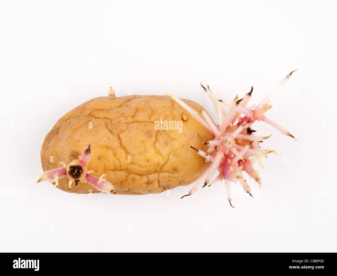 Potato sprout hi-res stock photography and images - Alamy