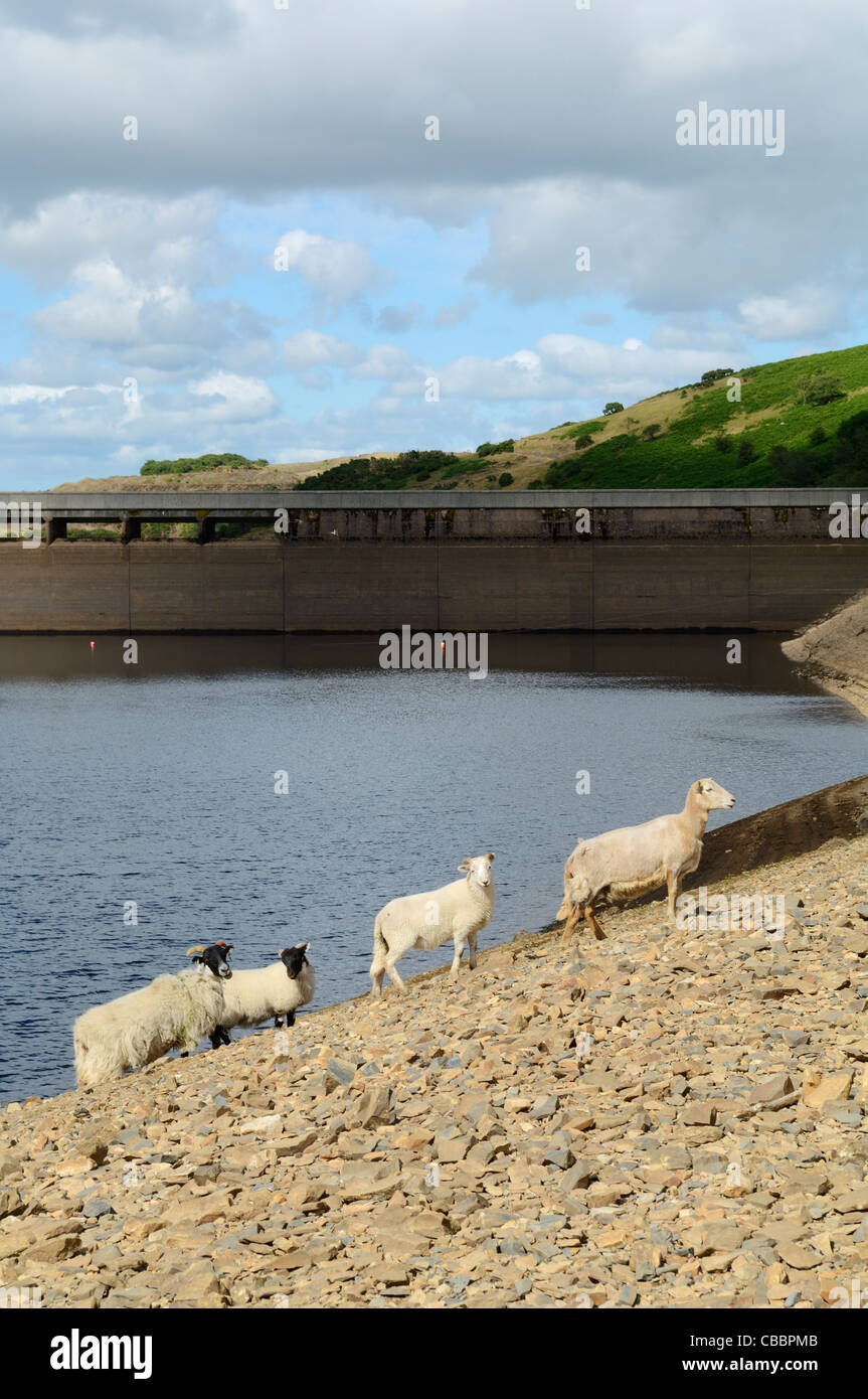 Sheep on the exposed bed of Meldon Reservoir during a dry summer in ...