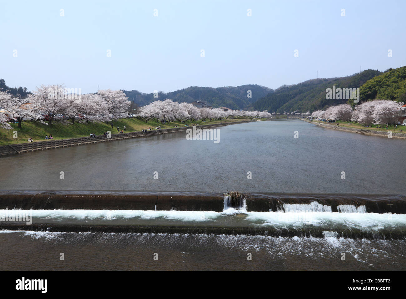 Mitoya River and Cherry Blossoms, Unnan, Shimane, Japan Stock Photo - Alamy