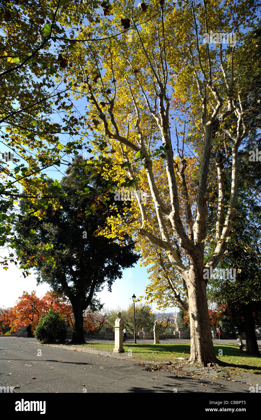 Villa borghese park tree hi-res stock photography and images - Alamy