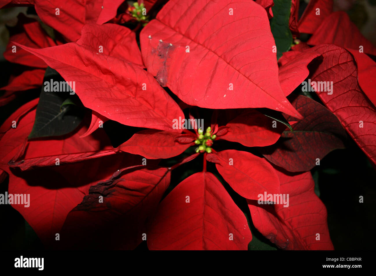 Red Poinsettia - Christmas flower Stock Photo - Alamy