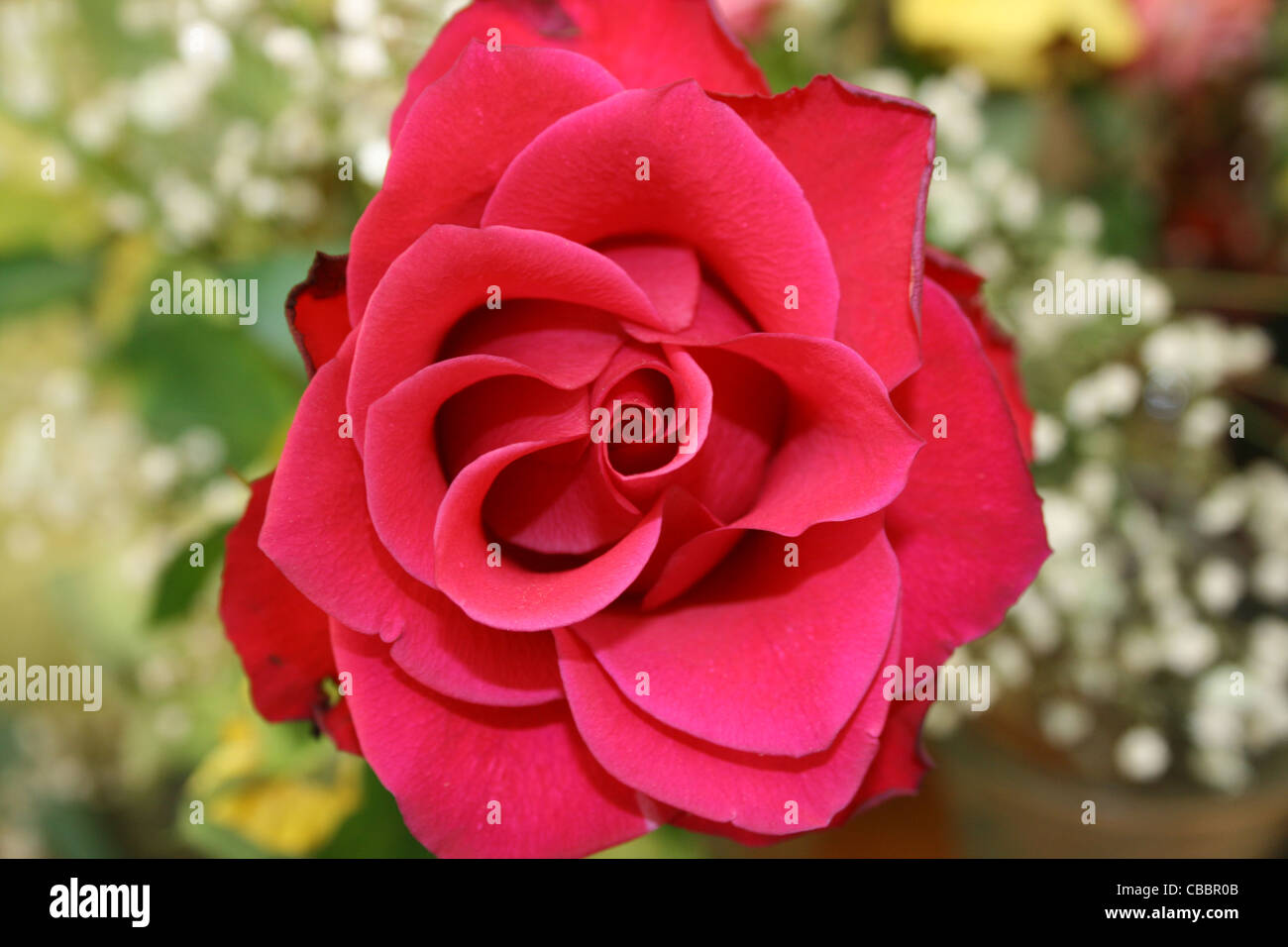 Cerise flower hi-res stock photography and images - Alamy