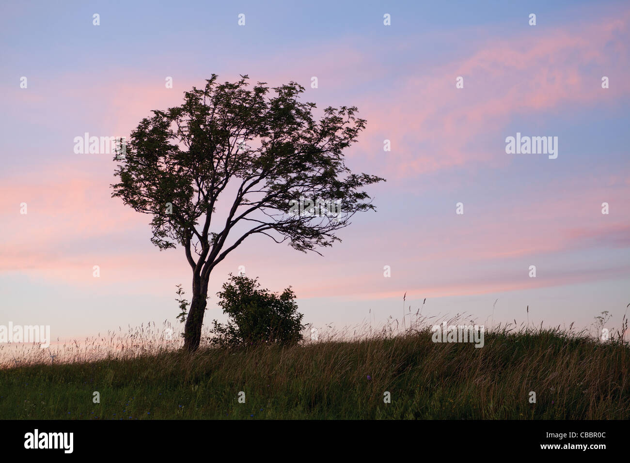 lone leaning tree on pink and blue background Stock Photo - Alamy