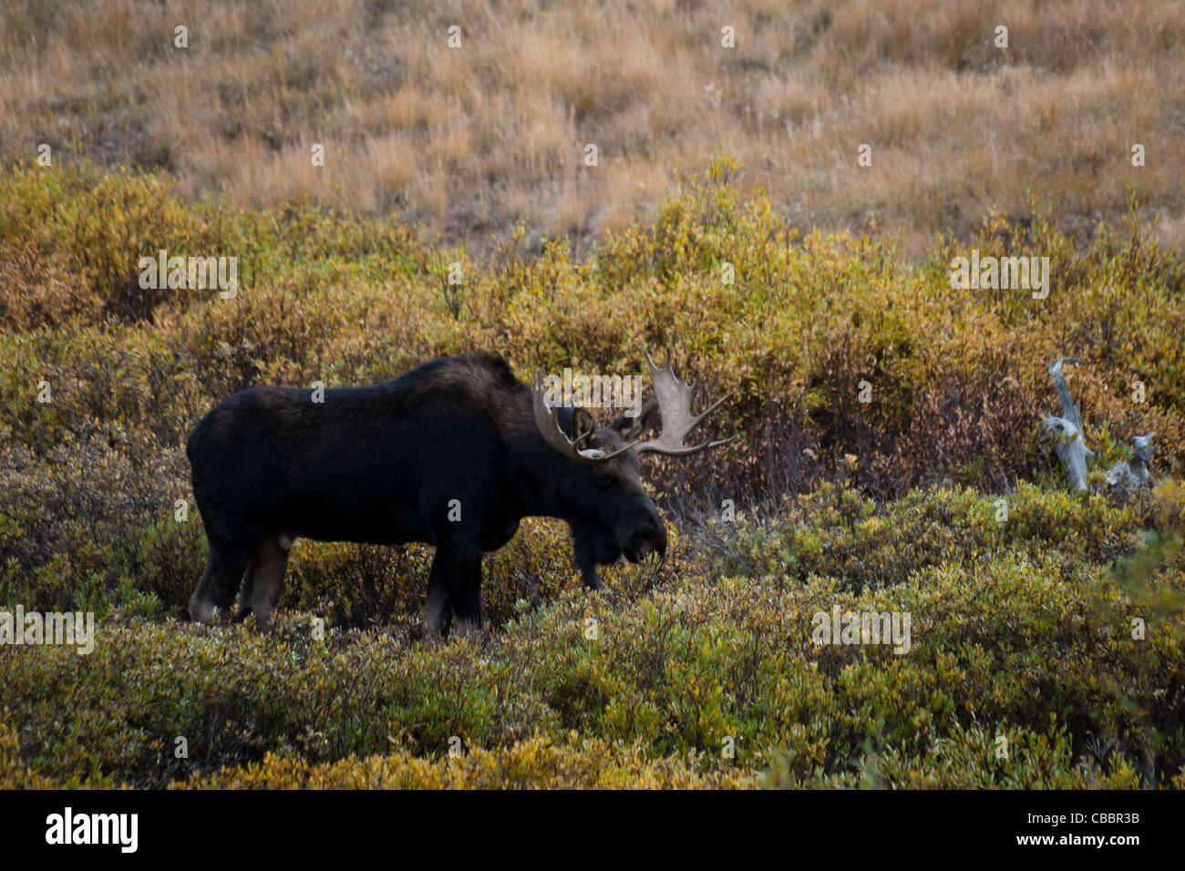 Bull moose in Colorado Stock Photo - Alamy