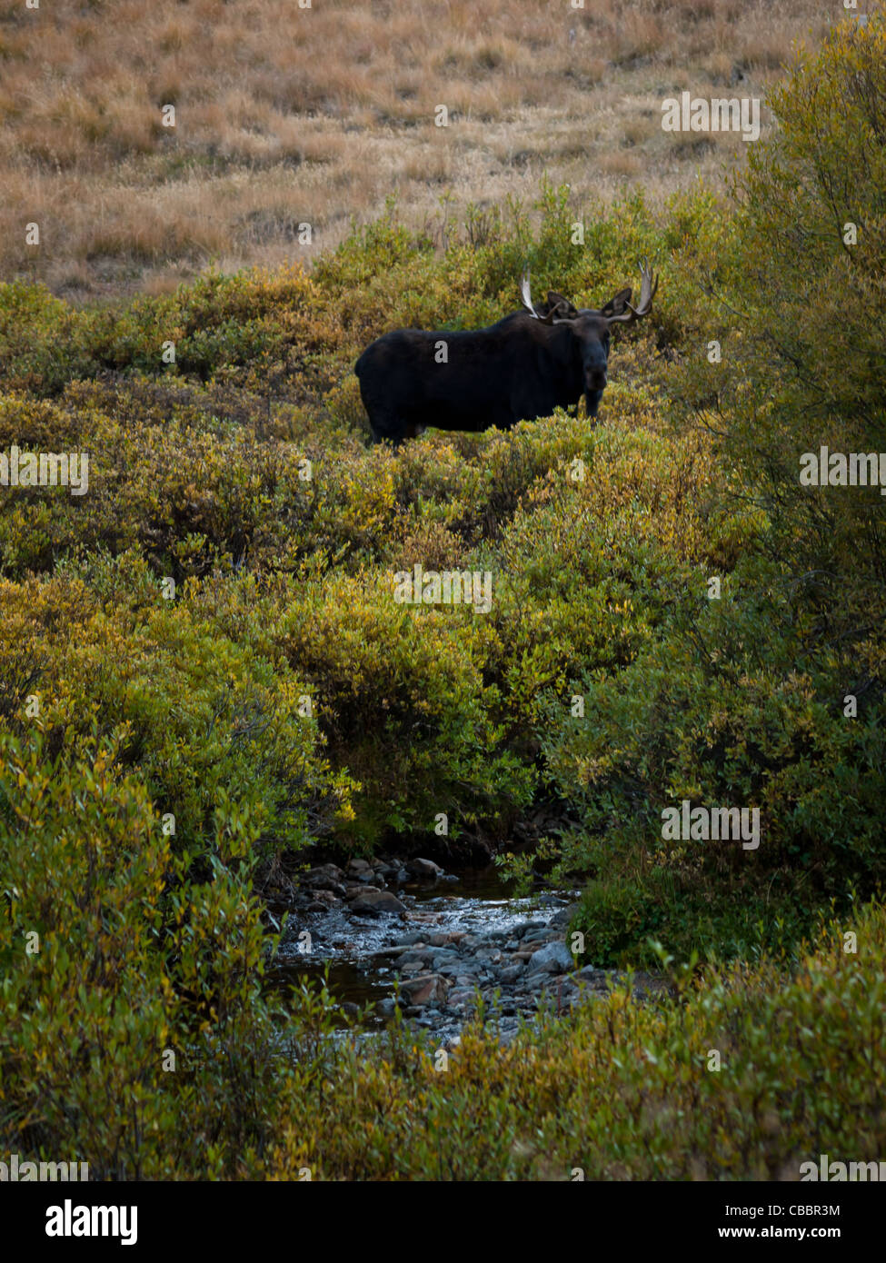 Bull moose in Colorado Stock Photo - Alamy