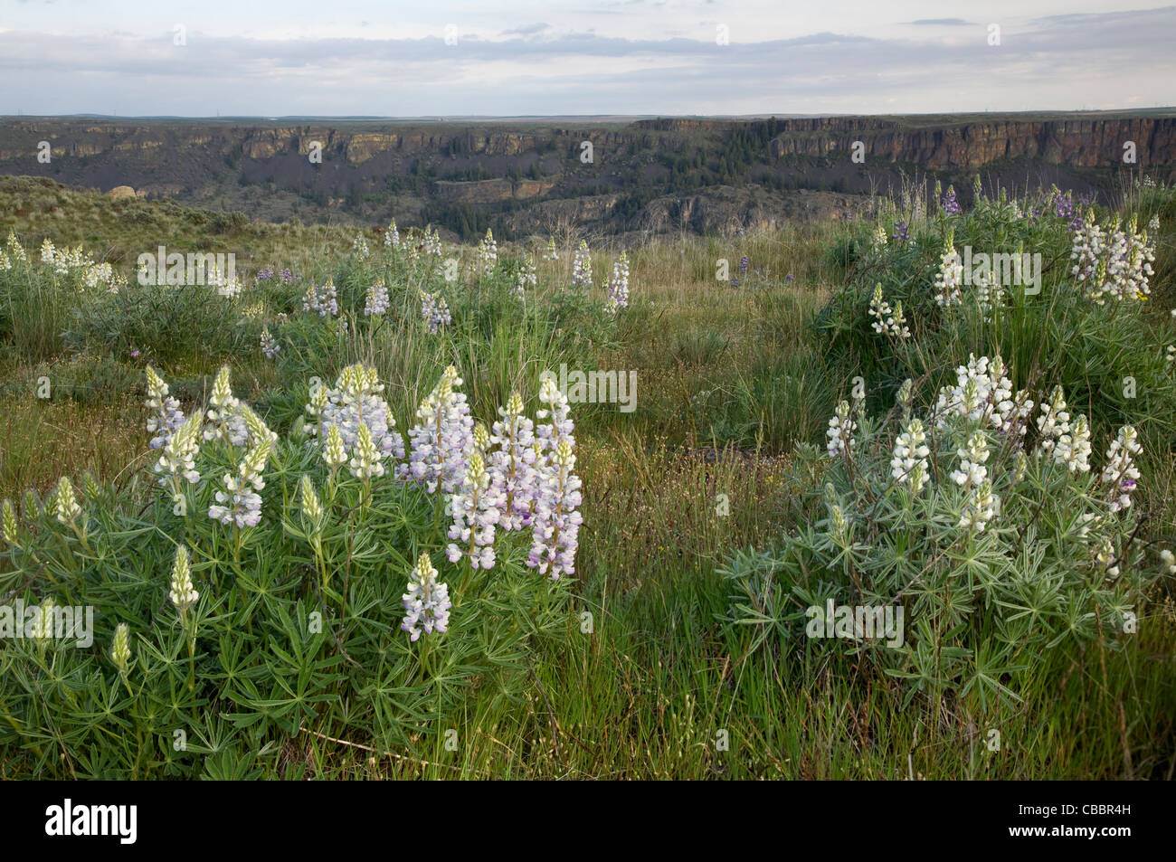 Washington state wildflowers hi-res stock photography and images - Alamy
