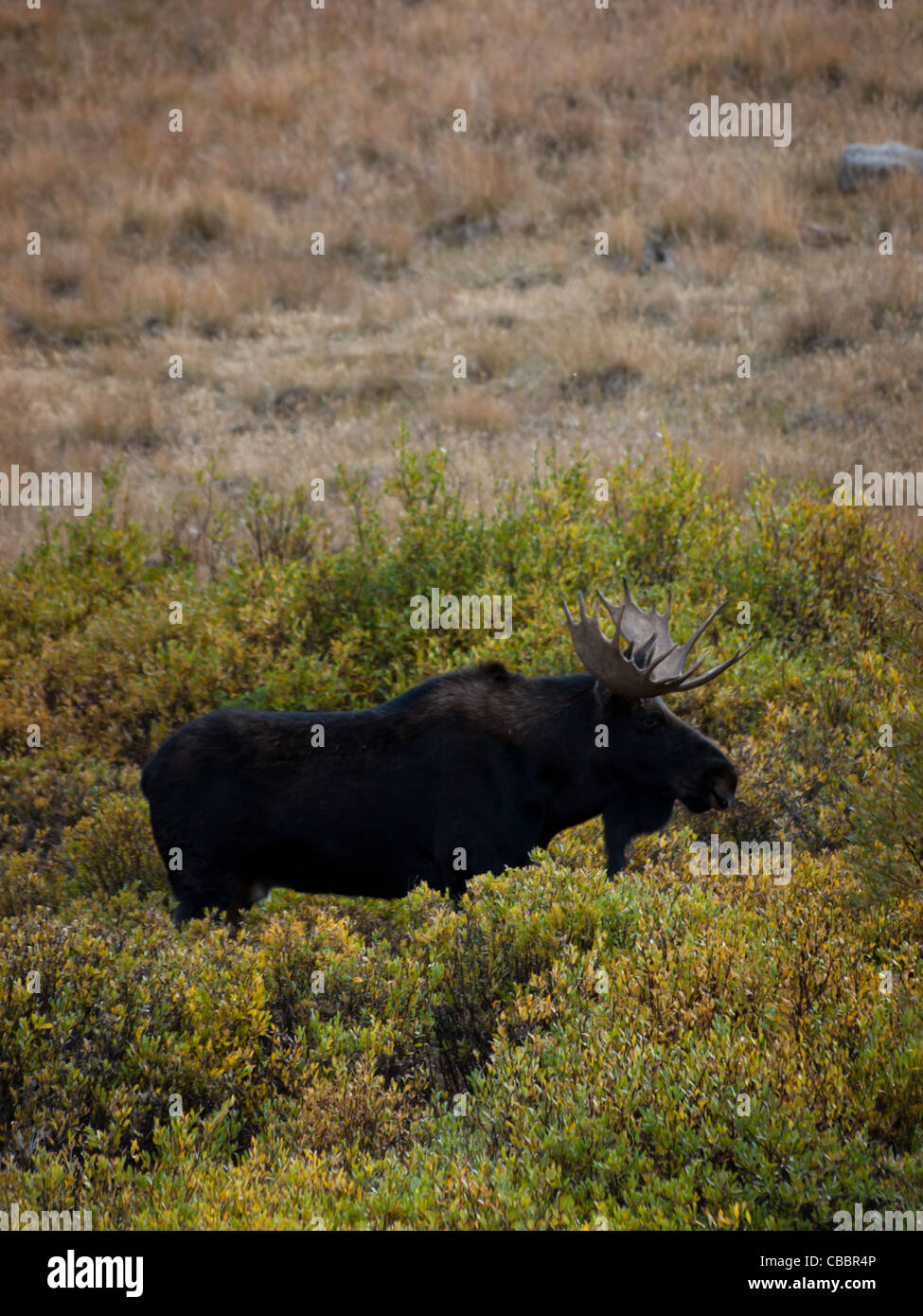 Bull moose in Colorado Stock Photo - Alamy