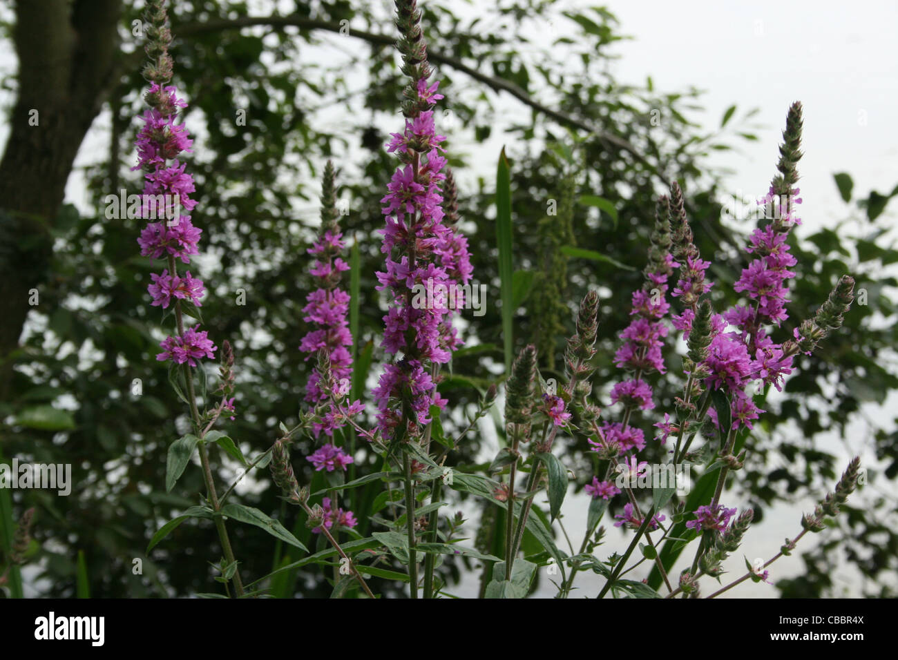 Water edge plants hi-res stock photography and images - Alamy
