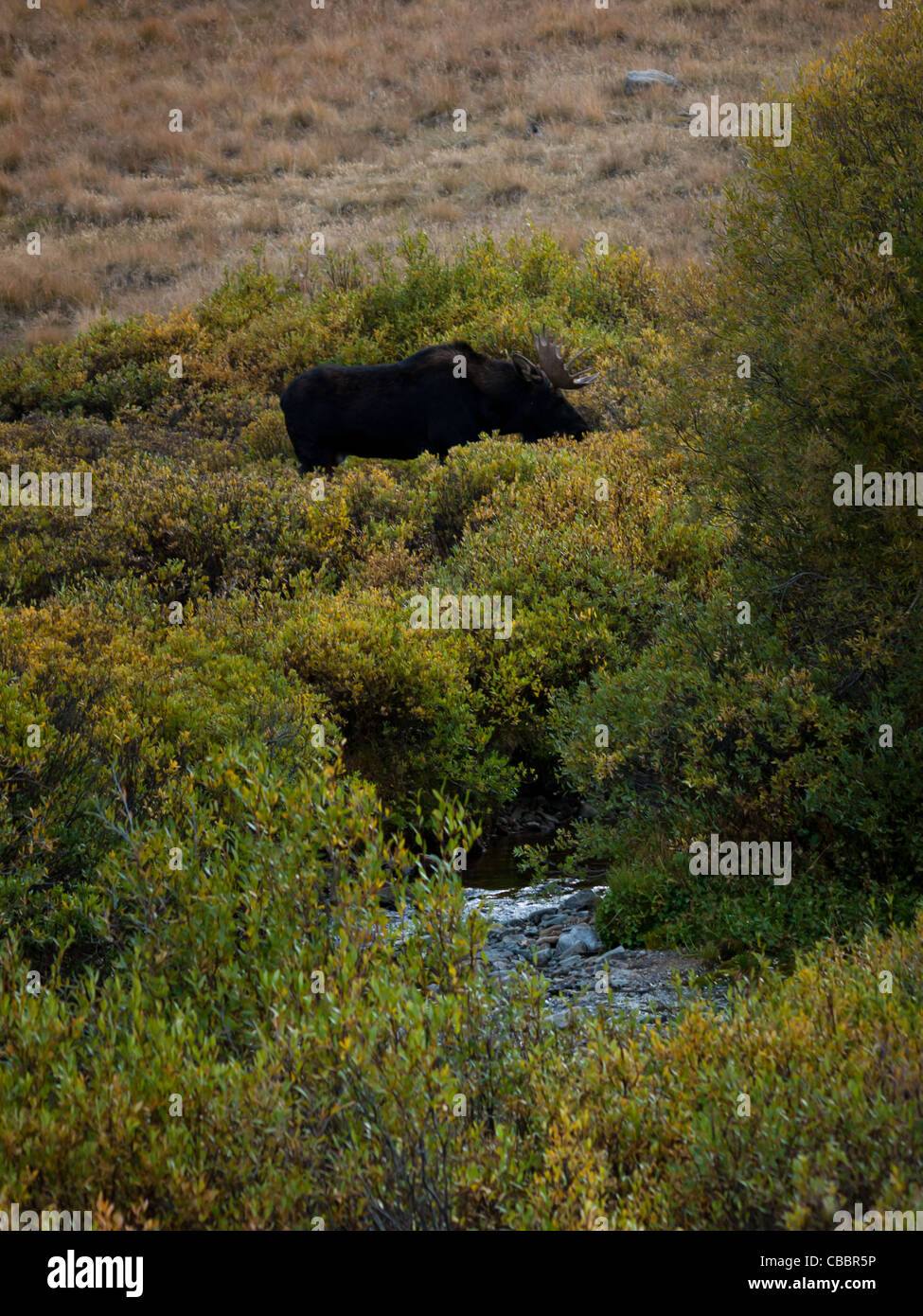 Bull moose in Colorado Stock Photo - Alamy