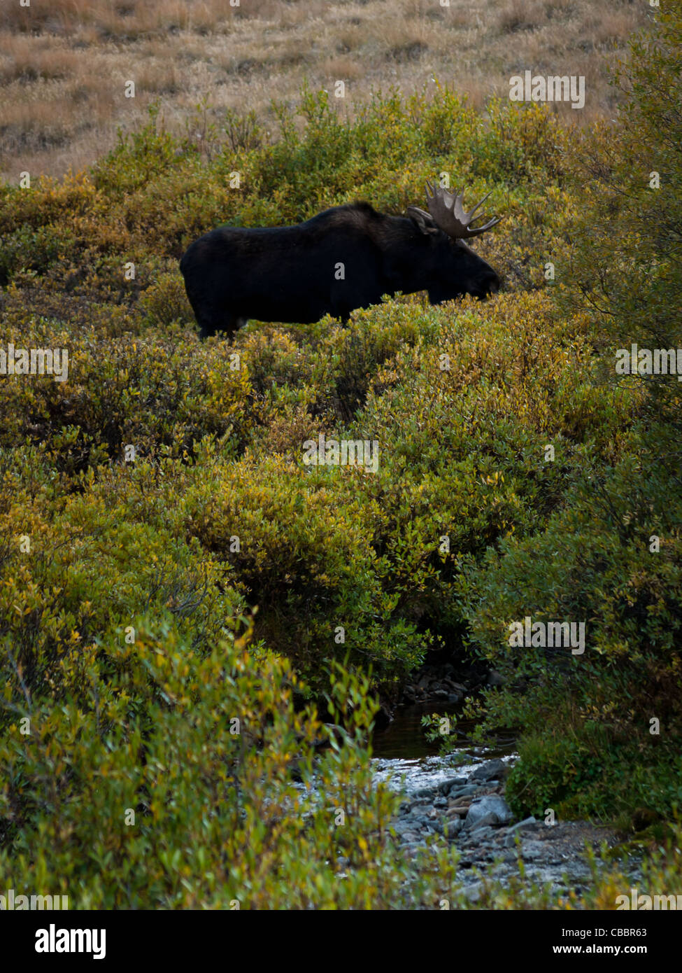 Bull moose in Colorado Stock Photo - Alamy