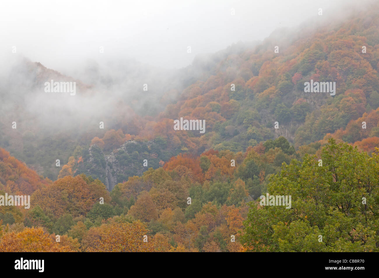 Colourful autumn forest with clouds Stock Photo - Alamy