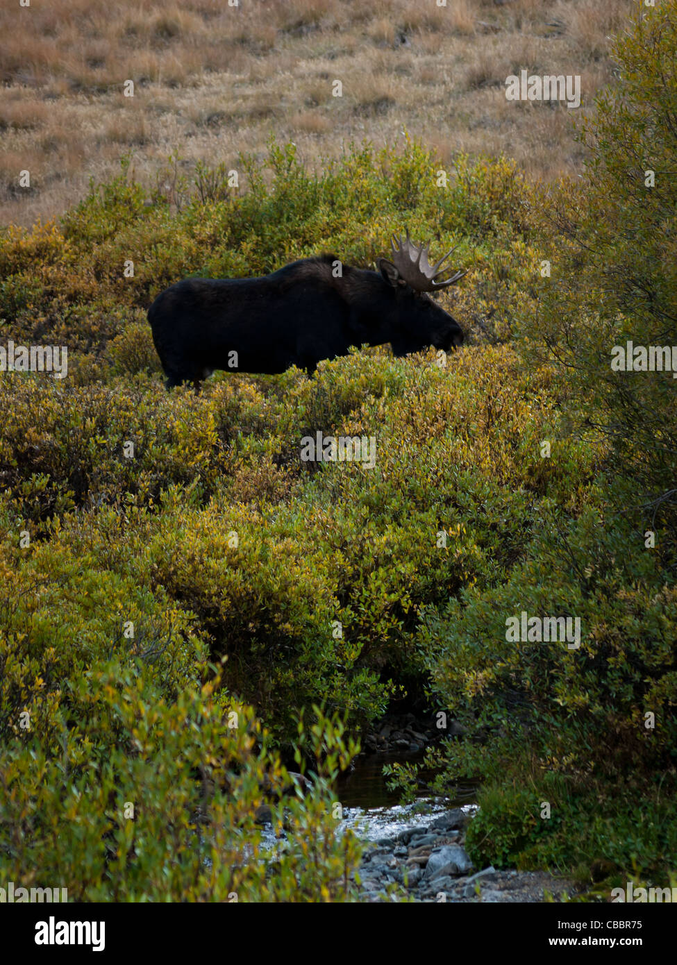 Bull moose in Colorado Stock Photo - Alamy