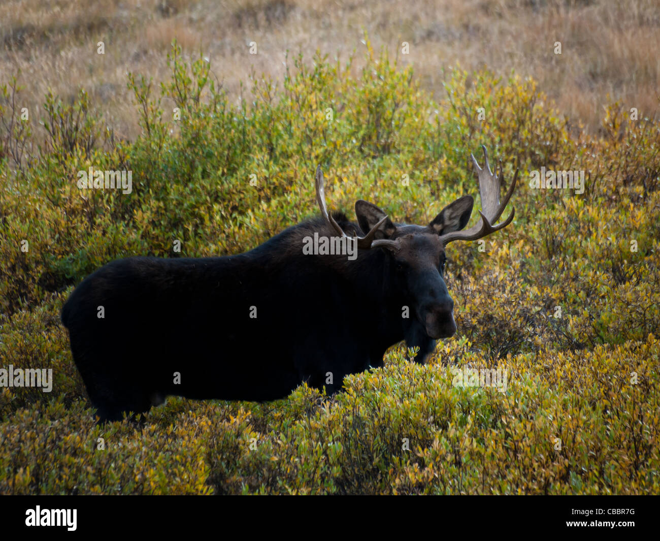 Bull moose in Colorado Stock Photo - Alamy