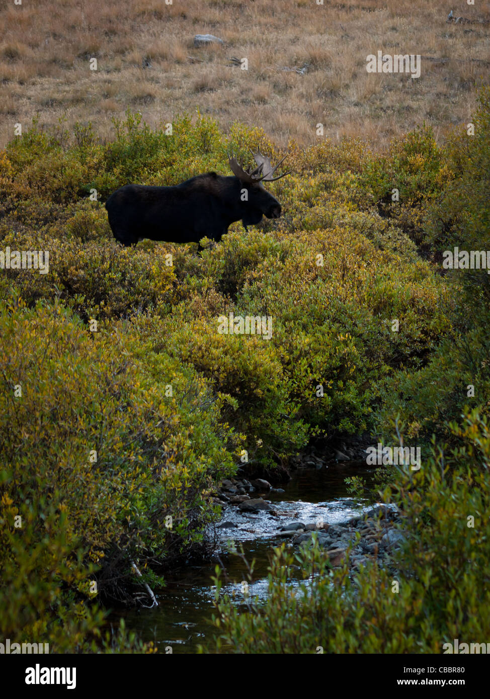 Bull moose in Colorado Stock Photo - Alamy