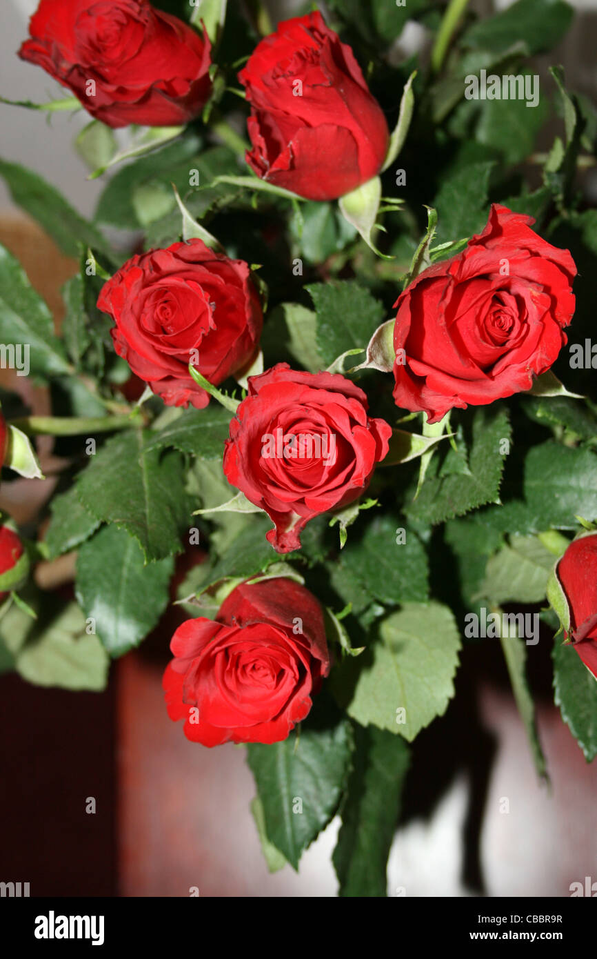 Bouquet of red rose buds Stock Photo - Alamy