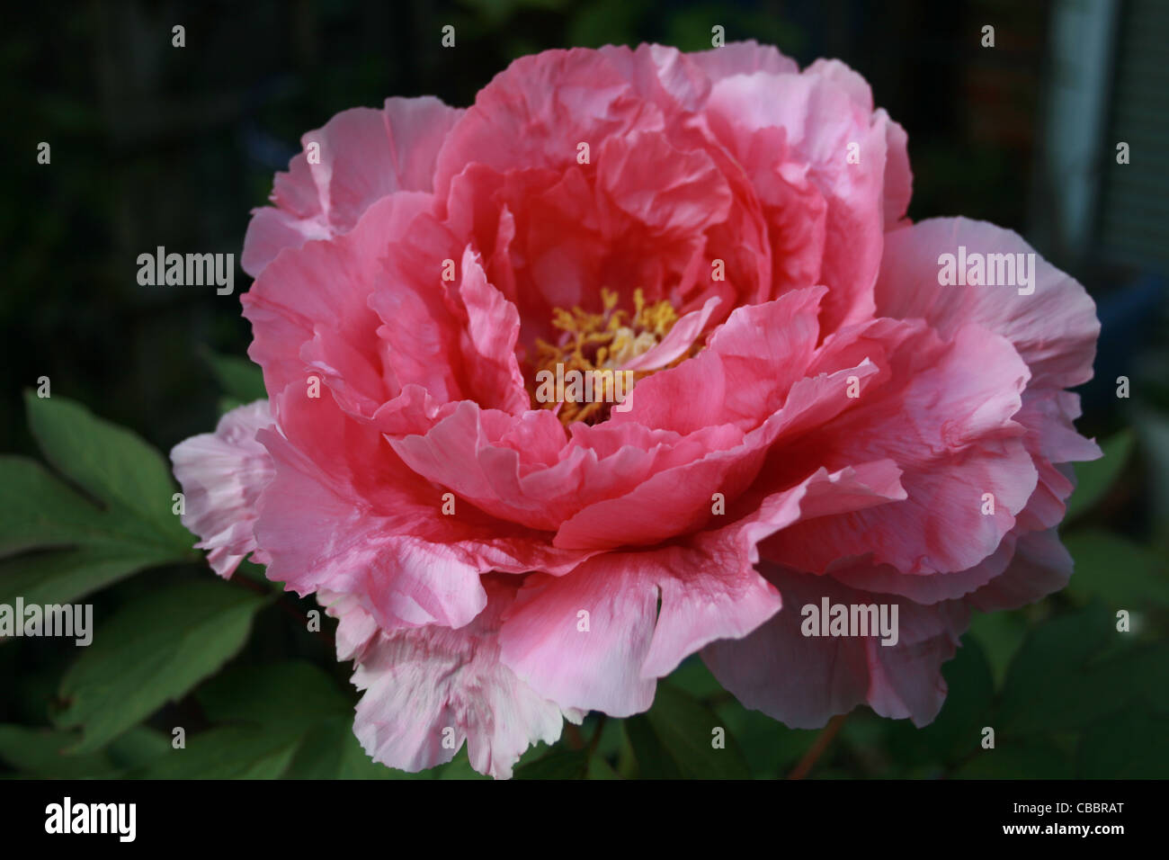 Tree peonies hi-res stock photography and images - Alamy