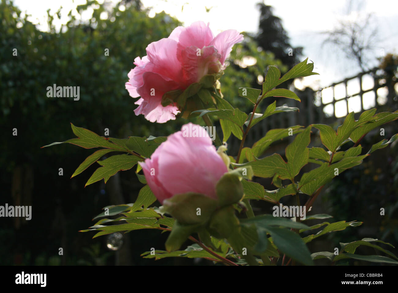 Tree peonies hi-res stock photography and images - Alamy