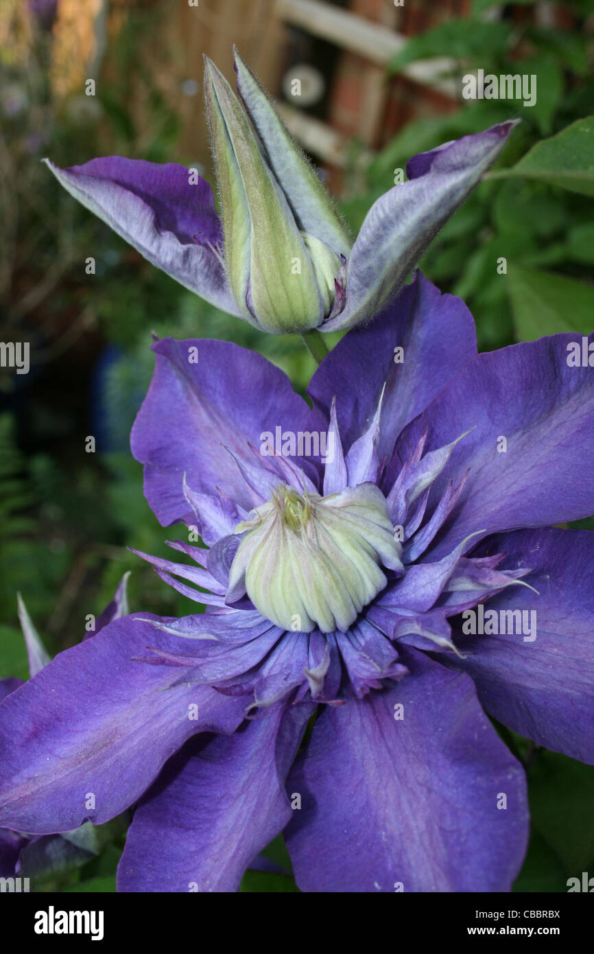 Clematis bud hi-res stock photography and images - Alamy
