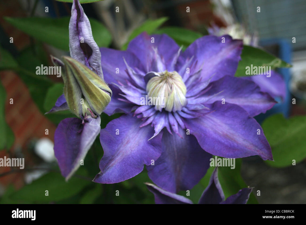 Large double form blue clematis with bud Stock Photo - Alamy