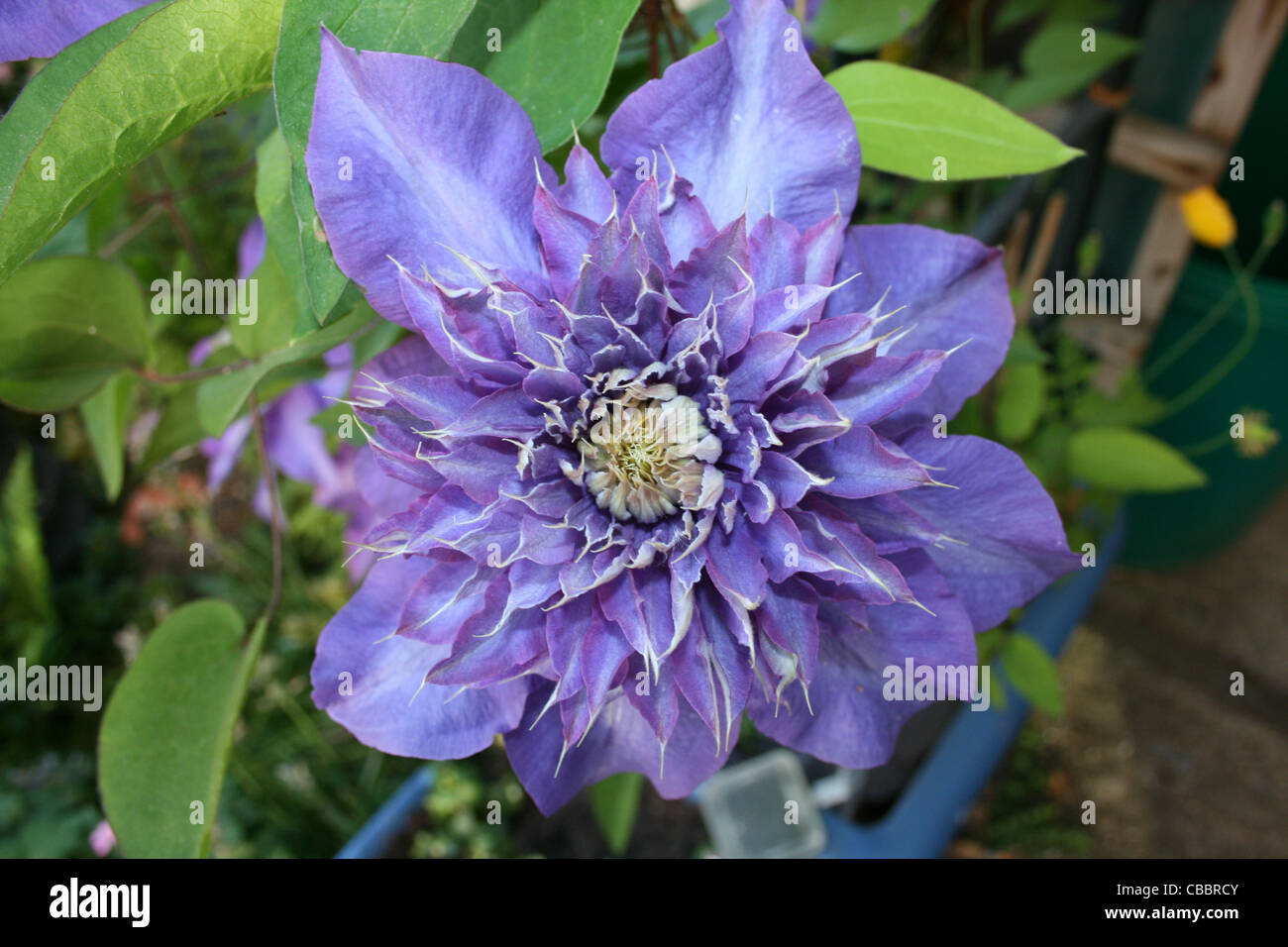 Double clematis flower hi-res stock photography and images - Alamy